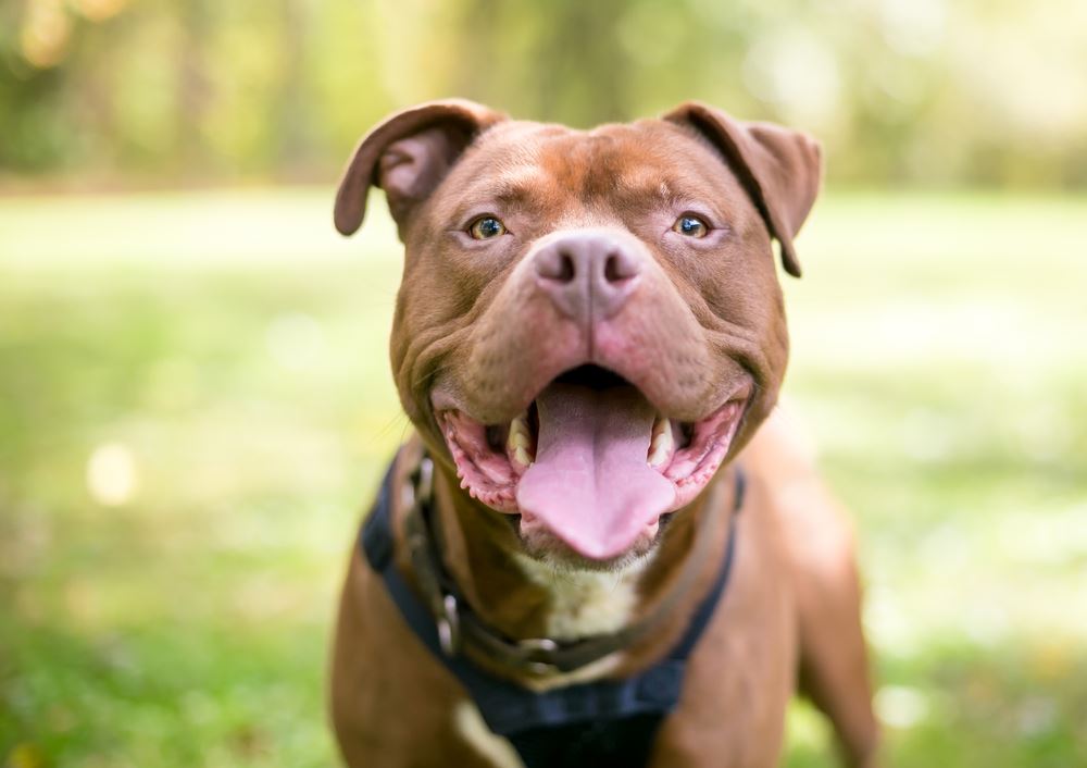 Myths and Facts about Pitbull Dog Attacks | Scott J. Corwin